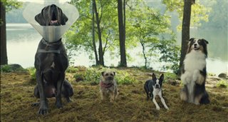 Strays Hits The Funny Bone With Plenty Of Bawdy Humor - Skewed 'n Reviewed